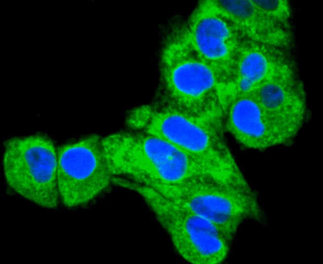 Calnexin Antibody (MA5-32332)
