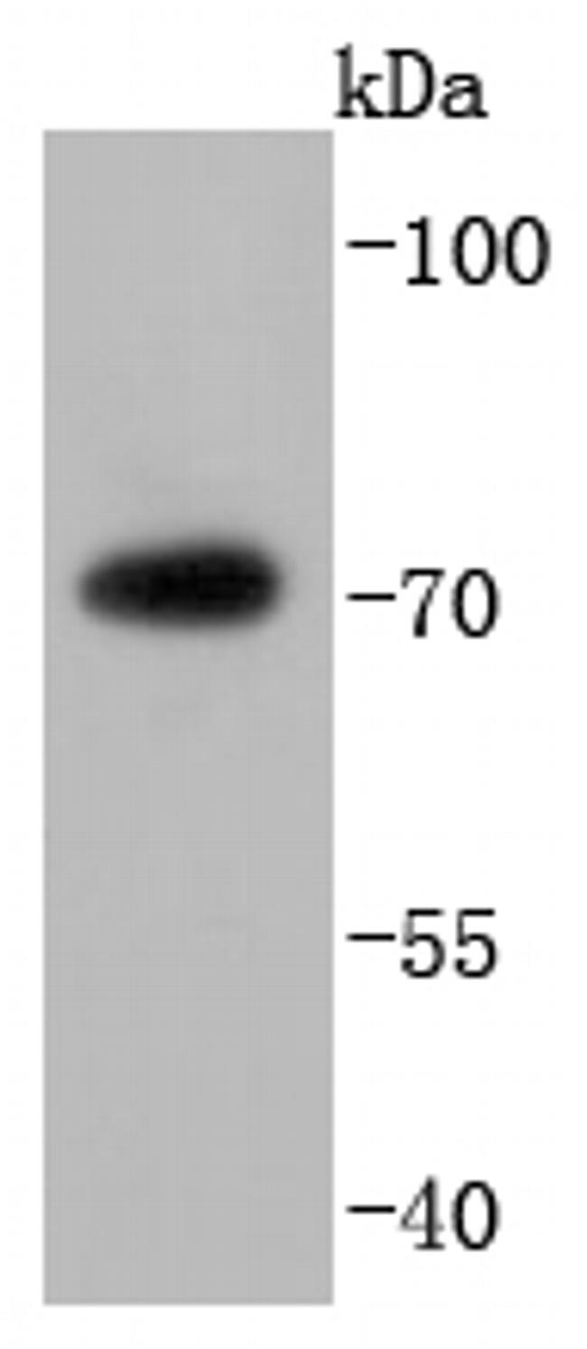 FUS Antibody (MA5-32483)
