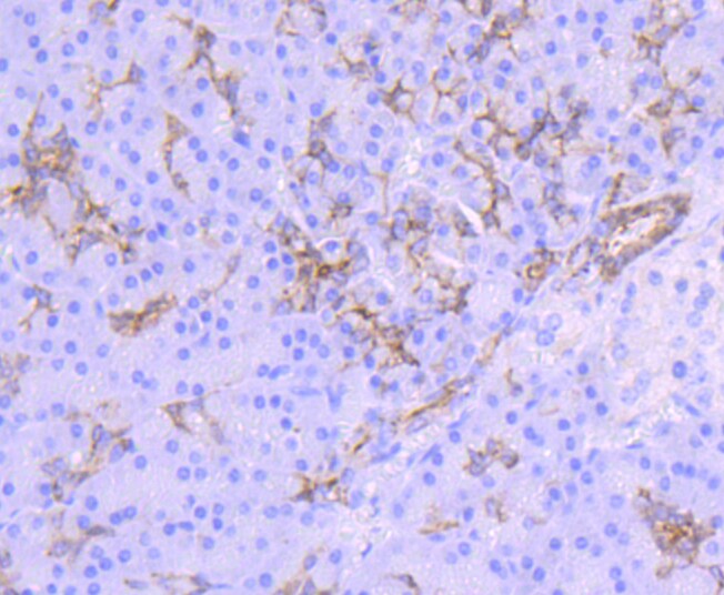 Midkine Antibody (MA5-32538)