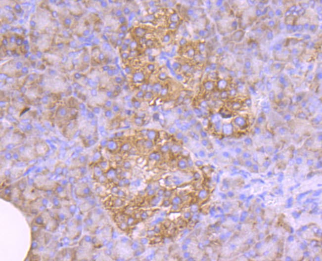 CHOP Antibody (MA5-32571)