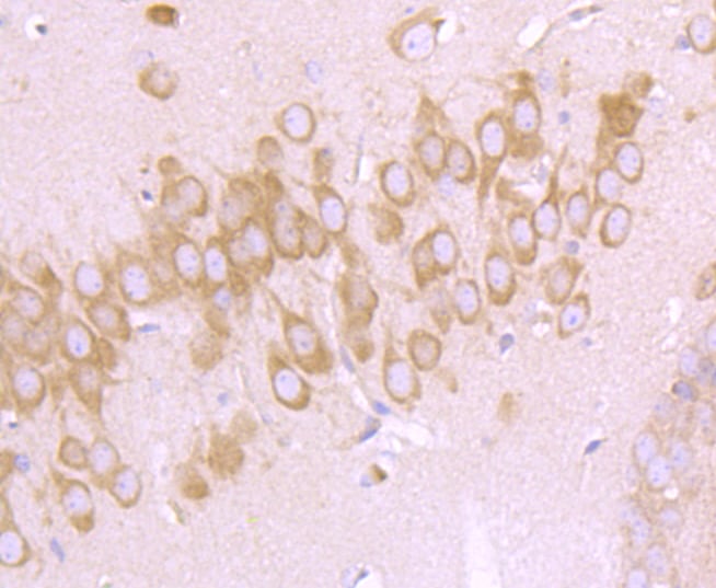 CHOP Antibody (MA5-32571)