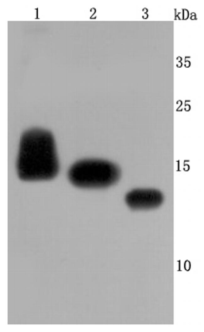CD59 (Protectin) Antibody (MA5-32588)
