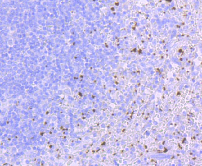 CD41 Antibody (MA5-32596)