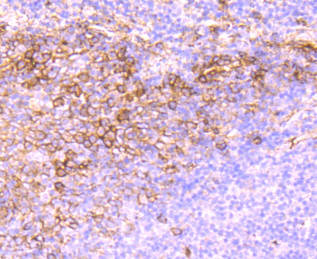 CD138 Antibody (MA5-32600)