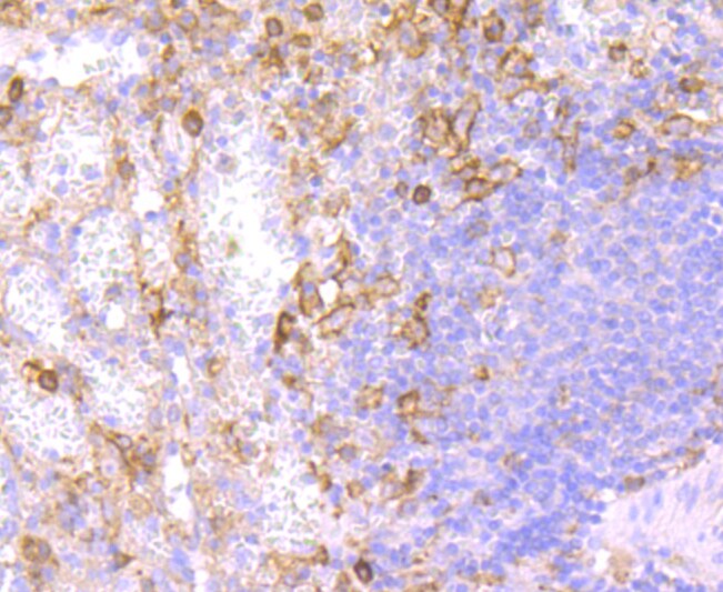 CD32 Antibody (MA5-32601)