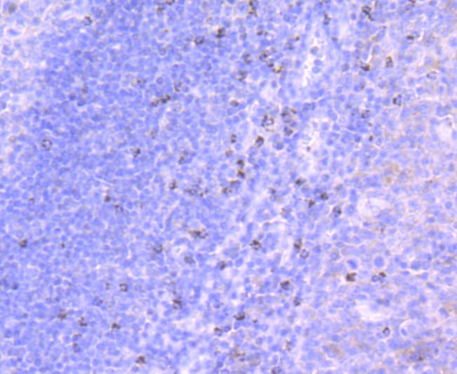 TIA-1 Antibody (MA5-32615)