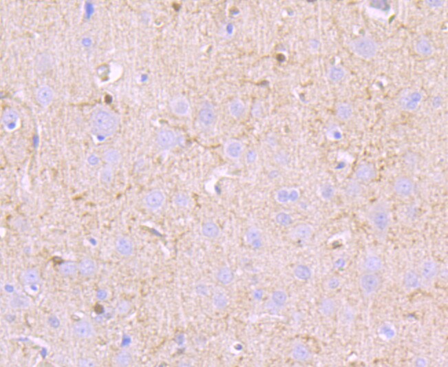 MUC2 Antibody (MA5-32654)
