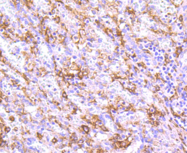 CD163 Antibody (MA5-32684)