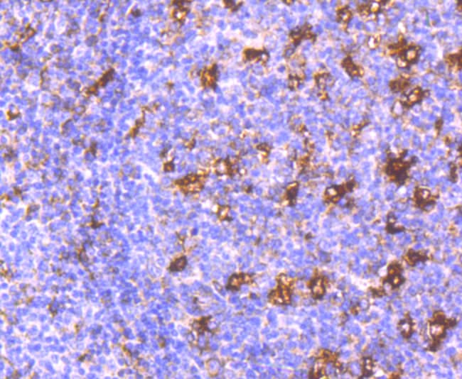 MMP9 Antibody (MA5-32705)