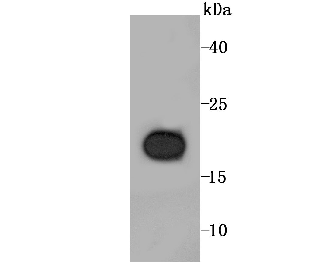RBP4 Antibody (MA5-32716)