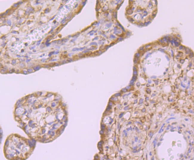 ID1 Antibody (MA5-32749)