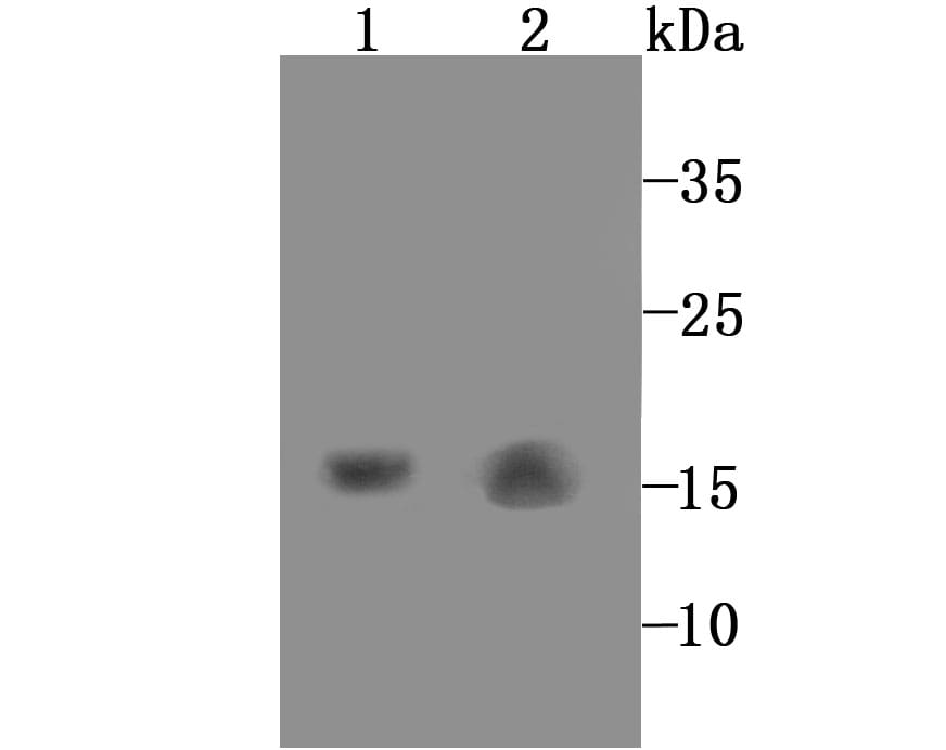 GABARAP/GABARAPL1 Antibody (MA5-32754)