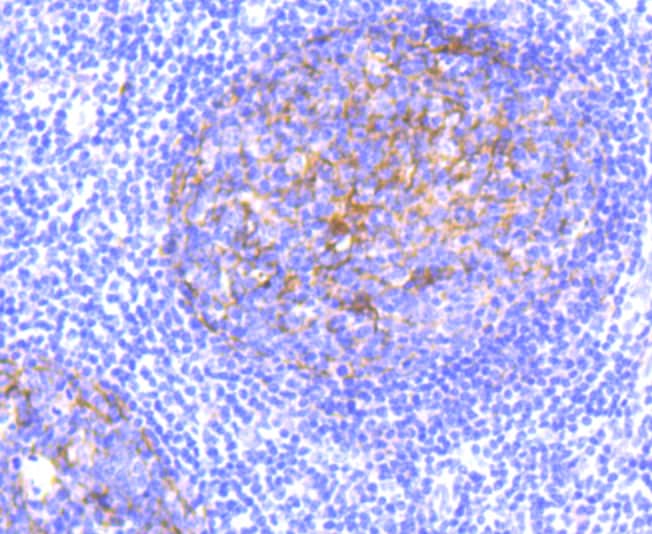 CD11b Antibody (MA5-32793)