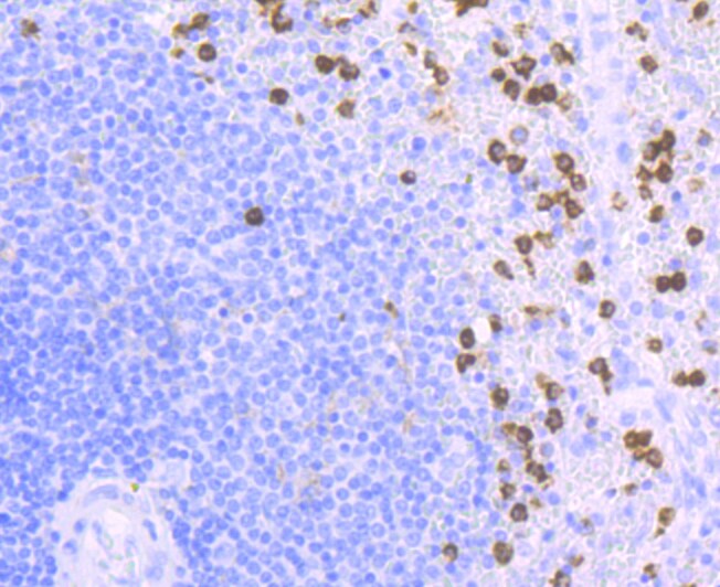 CD11b Antibody (MA5-32793)