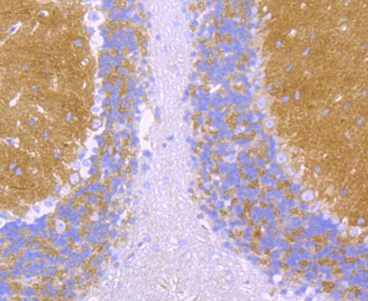 alpha-II Spectrin Antibody (MA5-32826)