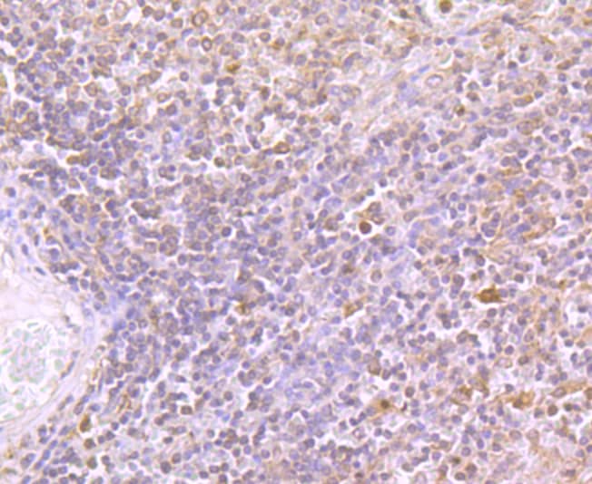 TIM-3 Antibody (MA5-32841)