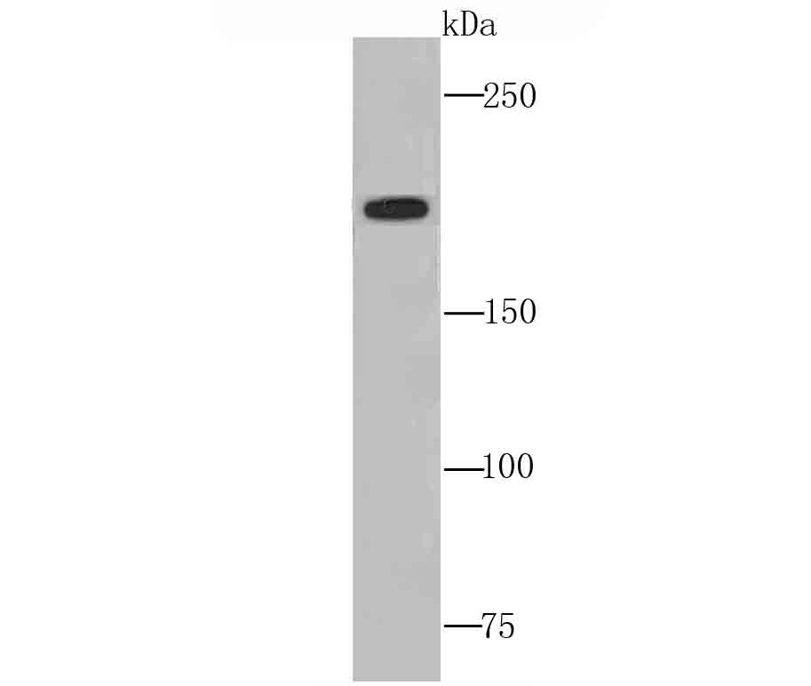 Complement C4 Antibody (MA5-32856)