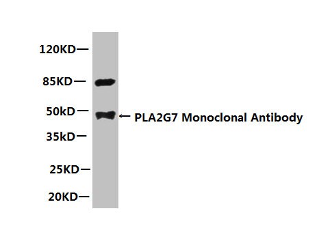PLA2G7 Antibody (MA5-33112)