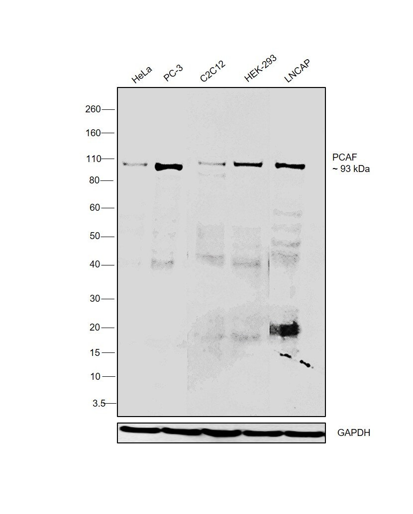PCAF Antibody (MA5-11186)