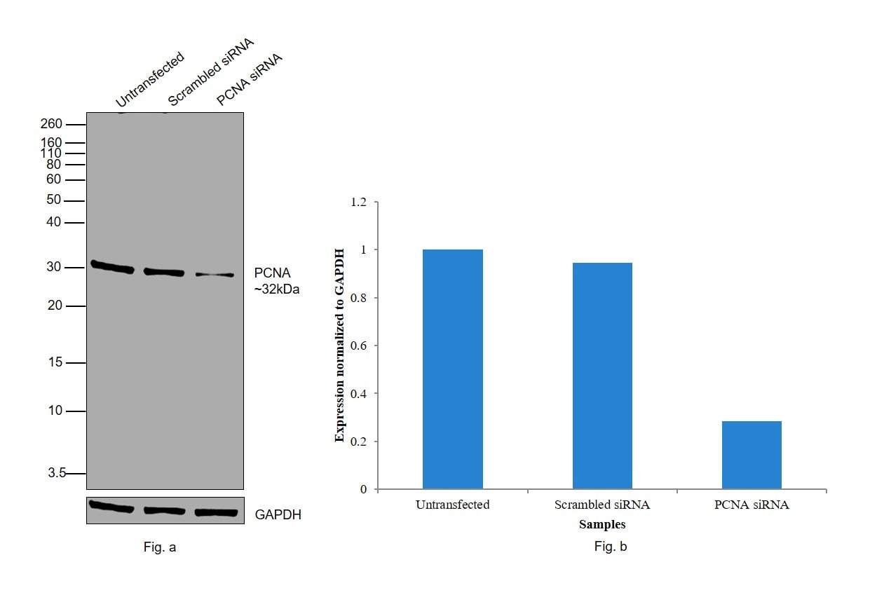 PCNA Antibody (MA5-11358)