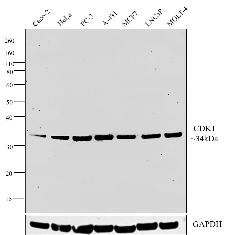 CDK1 Antibody (MA5-11472)