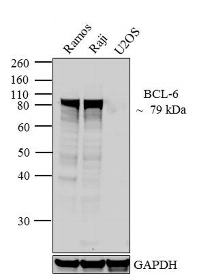 BCL6 Antibody (MA5-11493)