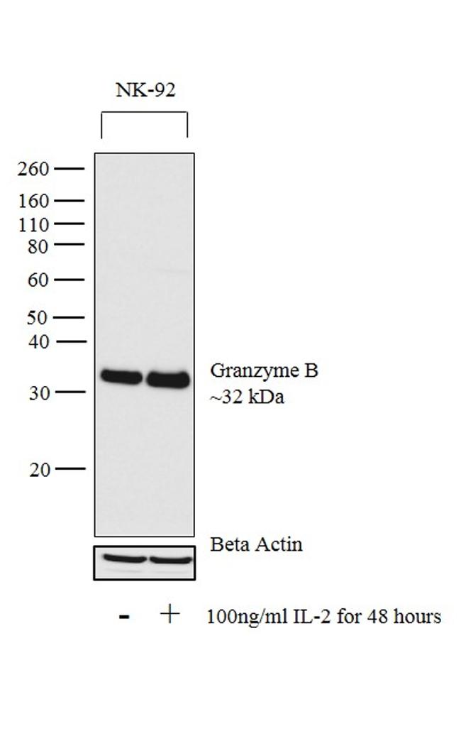 Granzyme B Antibody (MA5-11587)
