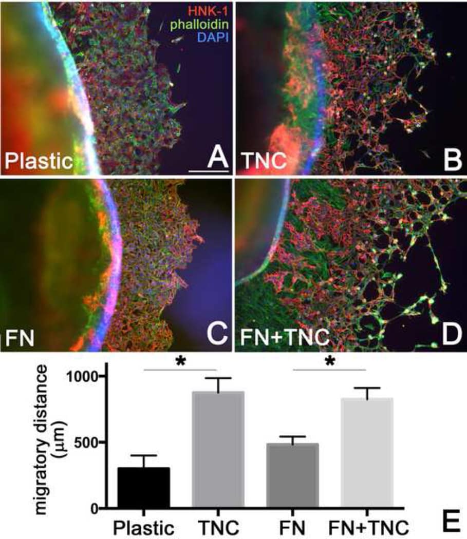 CD57 Antibody (Monoclonal, HNK-1 (Leu-7))