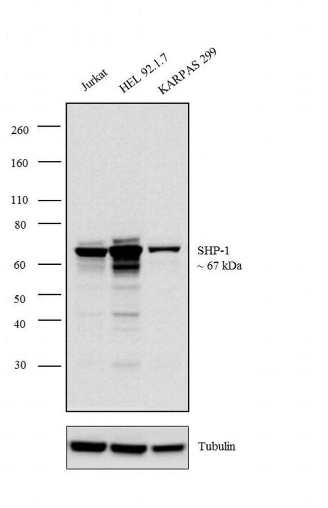 SHP-1 Antibody (MA5-11669)