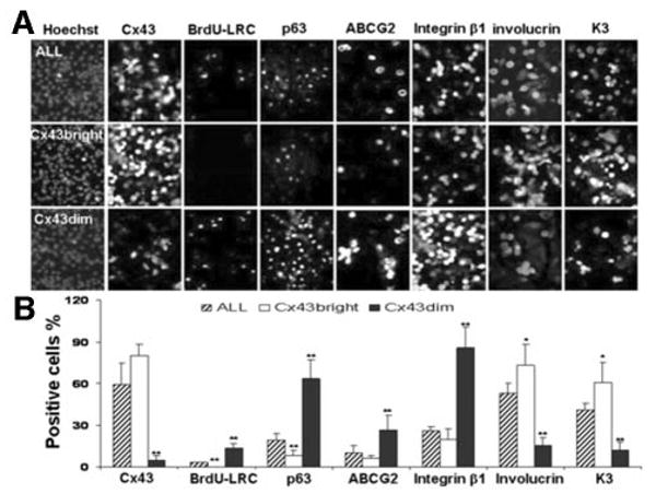 Involucrin Antibody (Monoclonal, SY5)
