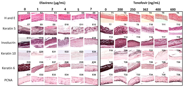 Involucrin Antibody (Monoclonal, SY5)