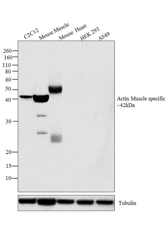 Actin Muscle Antibody (MA5-11874)