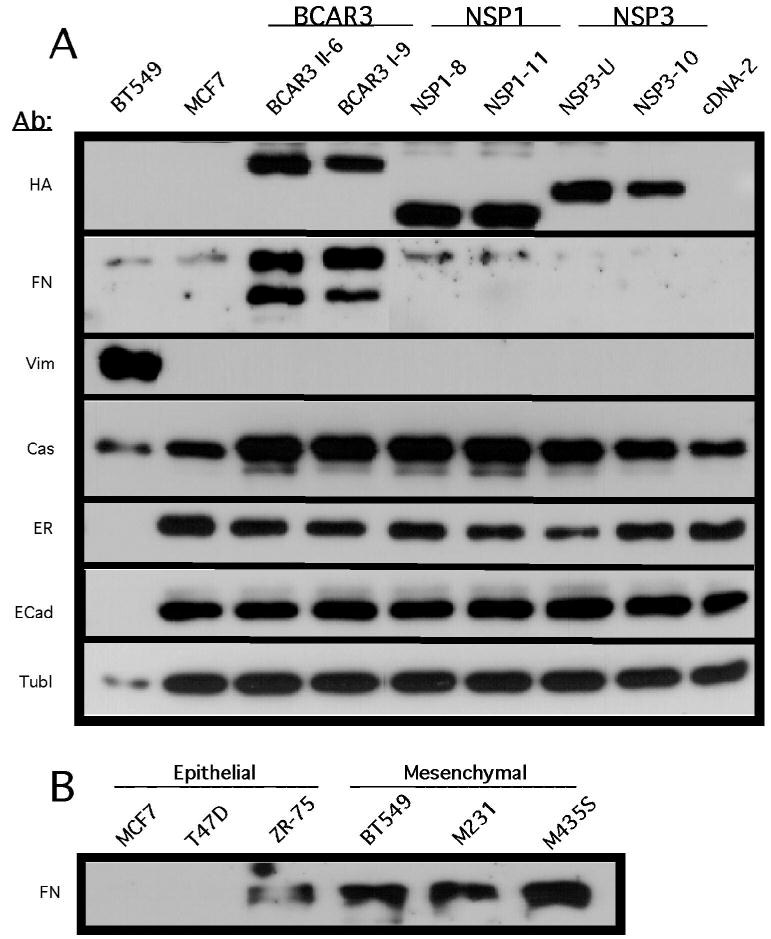 Vimentin Antibody (Monoclonal, V9)