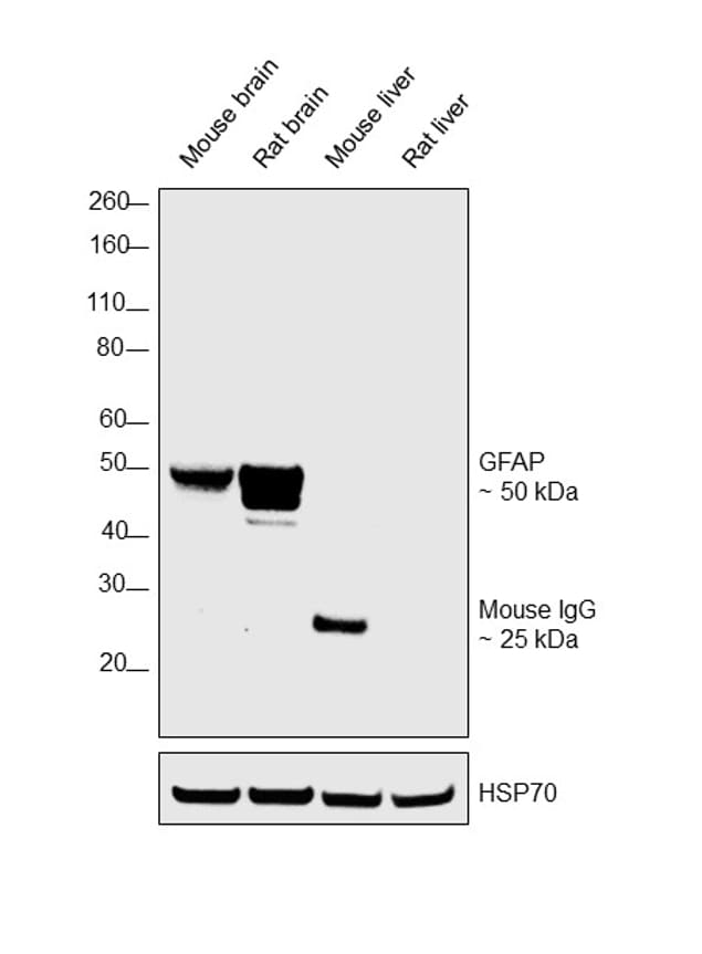 GFAP Antibody (MA5-12023)