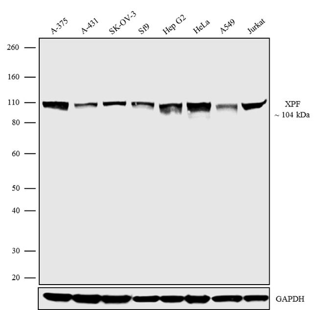 XPF Antibody (MA5-12060)