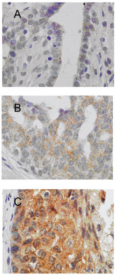 VEGF Antibody (Monoclonal, VG1)