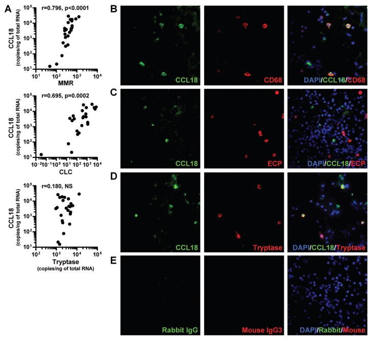 CD68 Antibody (Monoclonal, PG-M1)
