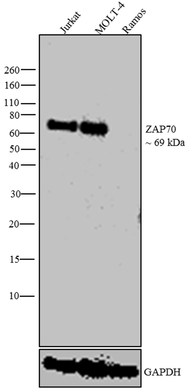 Zap-70 Antibody (MA5-12624)