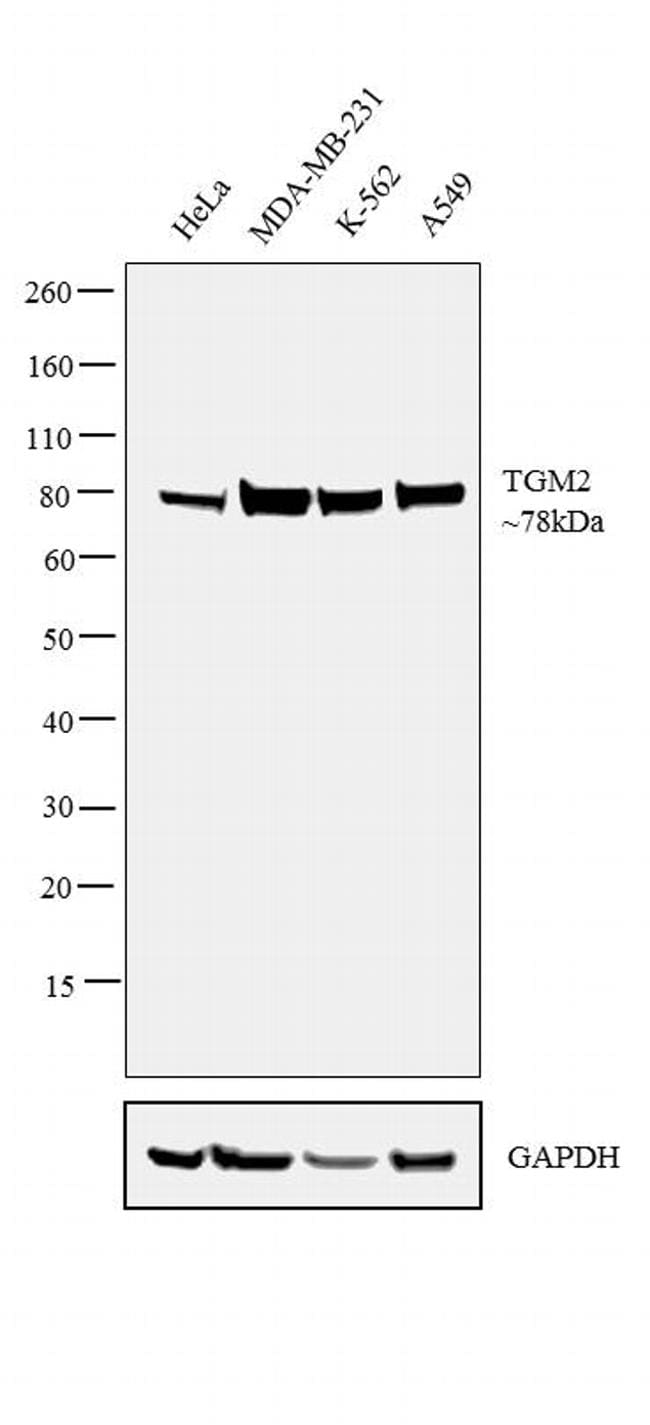 TGM2 Antibody, Biotin (MA5-12736)