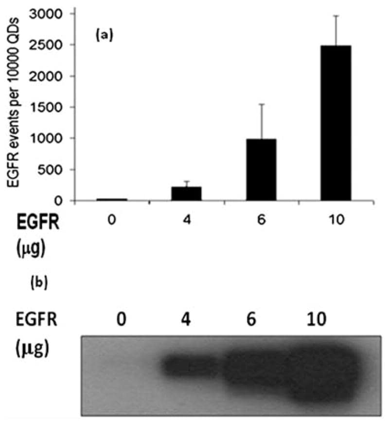 EGFR Antibody (Monoclonal, 528)