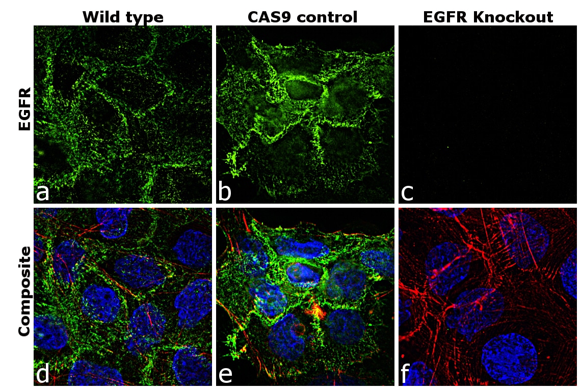 EGFR Antibody (MA5-12880)