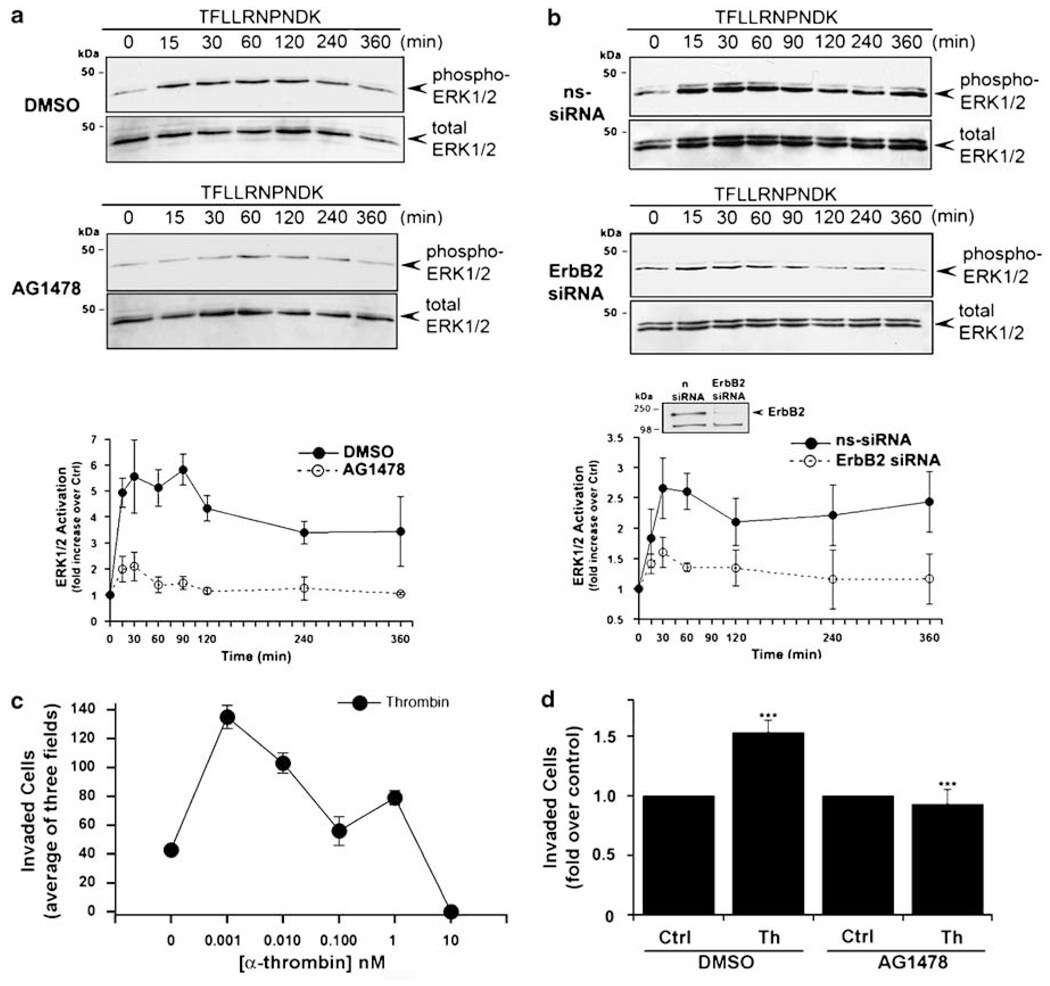 ErbB2 (HER-2) Antibody (Monoclonal, e2-4001)