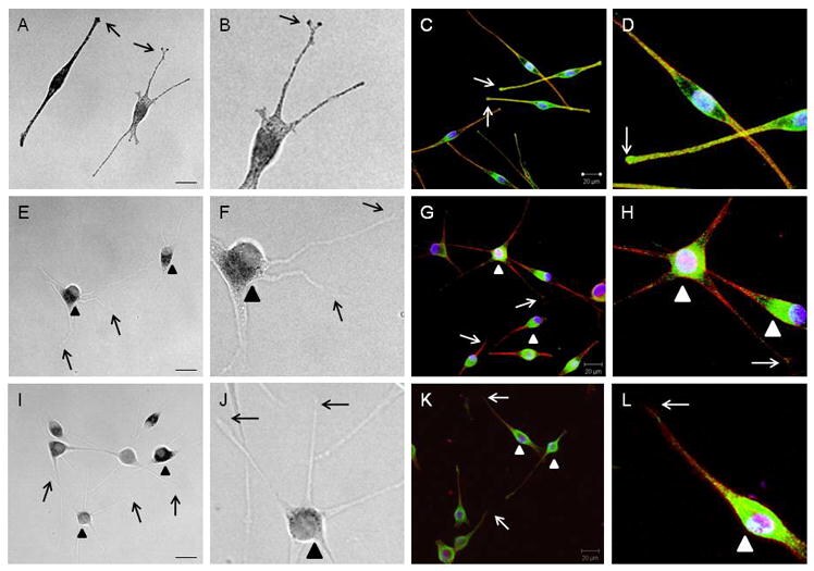PMEL Antibody (Monoclonal, HMB45)
