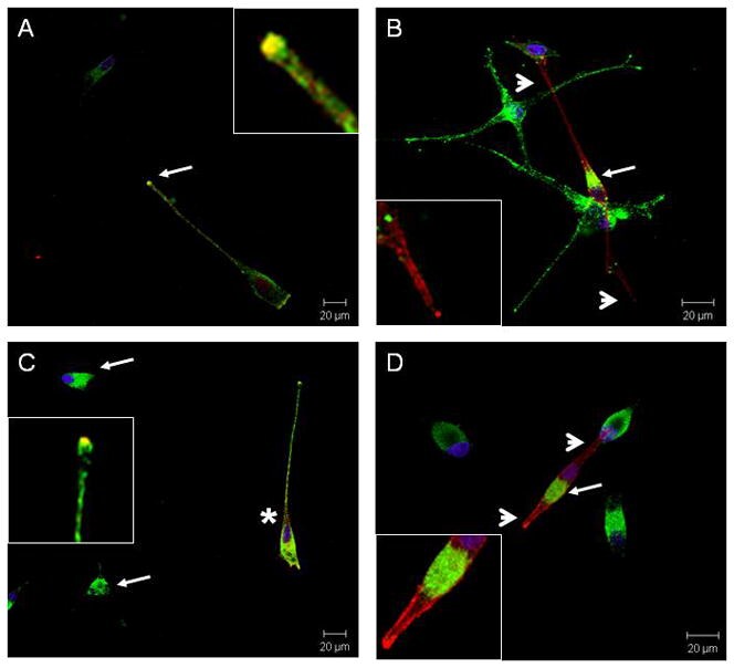 PMEL Antibody (Monoclonal, HMB45)