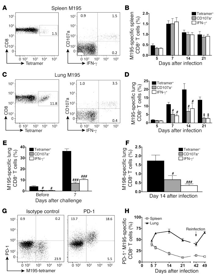 CD8 alpha Antibody (Monoclonal, C8/144B) CD8 alpha Antibody (Monoclonal, C8/144B)