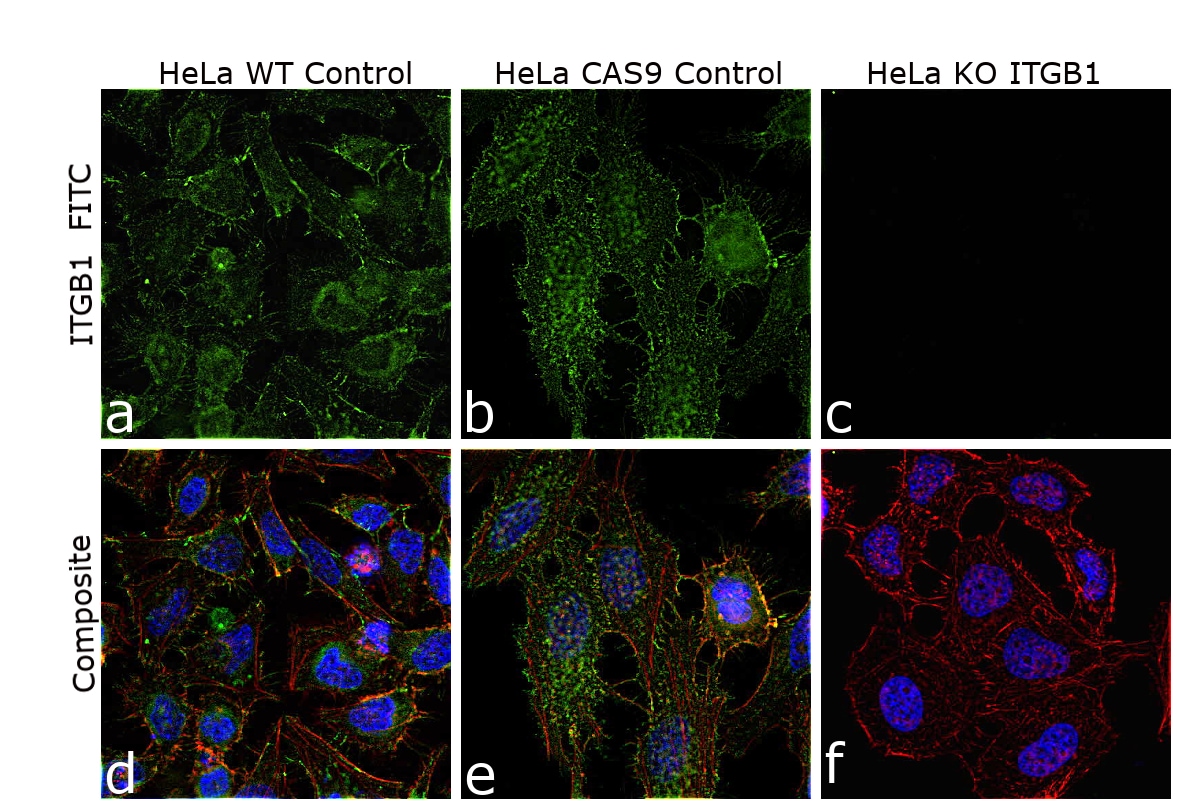 ITGB1 Antibody (MA5-13658)