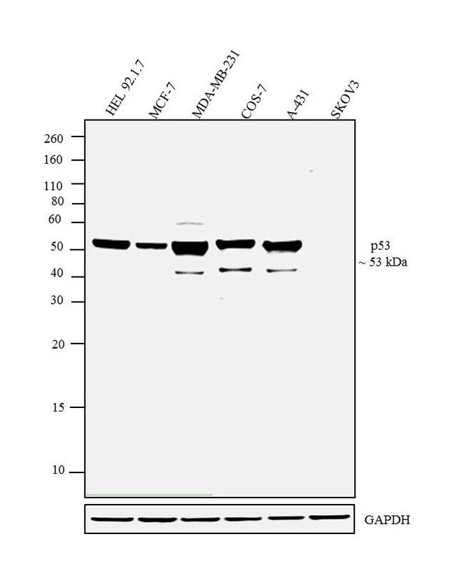 p53 Antibody (MA5-14067)