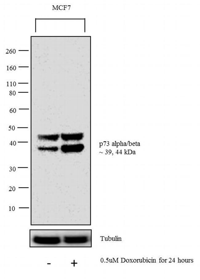 p73 Antibody (MA5-14117)