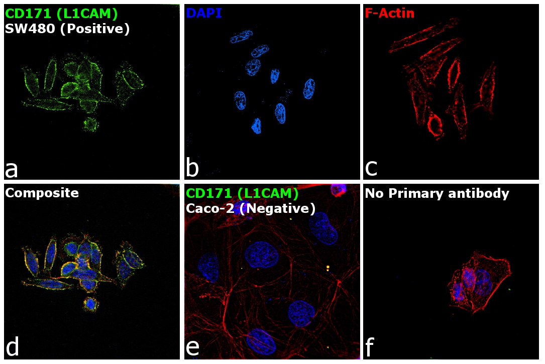 CD171 Antibody (MA5-14140)