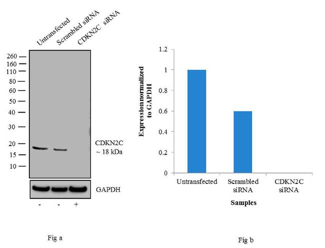 CDKN2C Antibody (MA5-14282)